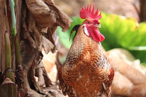 닭 암탉 남성 Pixabay의 무료 사진 Pixabay