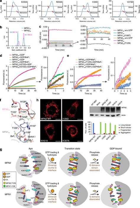 Characterization Of Mfn2im Dimeric Interface A Dimerization Property