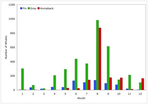 Aerial Surveys Whales Gulf Apex Predator Prey Project Kodiak Alaska