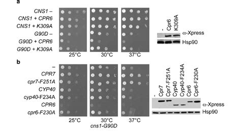 Overexpression Of Cpr6 Cpr7 And Cyp40 Has Differing Effects On