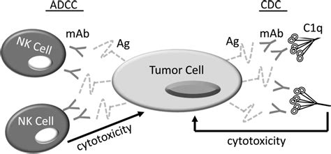 Targeted Antibody Therapy Targeted Mabs Eg Cetuximab Bind Proteins