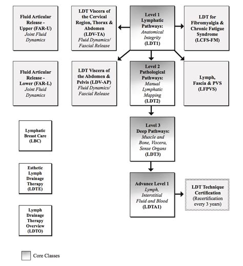 Lymph Flow Chart Lymph Nodes Veterian Key