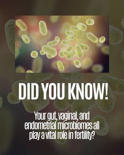 How The Microbiome Impacts Fertility Dudley Kent