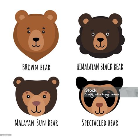 Beruang Lucu Dari Spesies Yang Berbeda Coklat Hitam Himalaya Matahari Malaya Dan Beruang