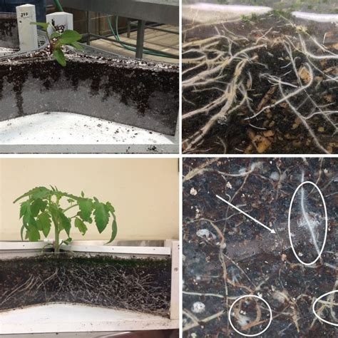 Visible Wilting Stages For Water Potential Measurements Left Stage 1