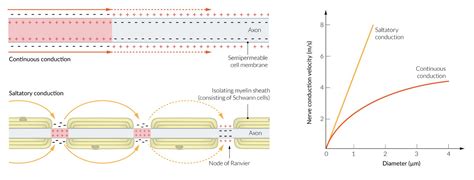 Continuous Conduction
