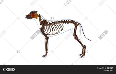 Masseter Muscle Dog Image And Photo Free Trial Bigstock