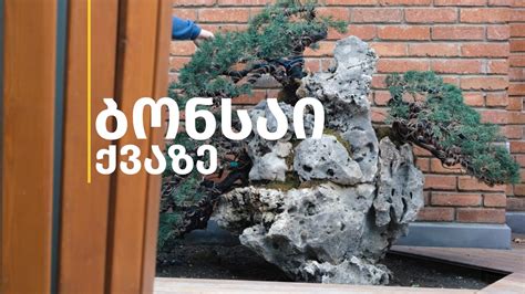 ბონსაი ქვაზე Youtube