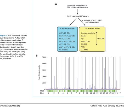 Figure 1 From Insertional Mutagenesis In Mice Deficient For P 15 Ink 4 B P 16 Ink 4 A P 21