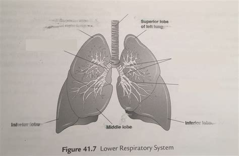 Lungs Diagram Quizlet