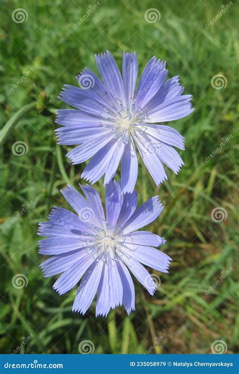 Blue Chicory Flowers In The Meadow Closeup Stock Image Image Of Grass Closeup 235058979