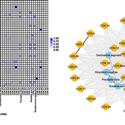 schematic diagram of a weighted microbiome network based on adjusted