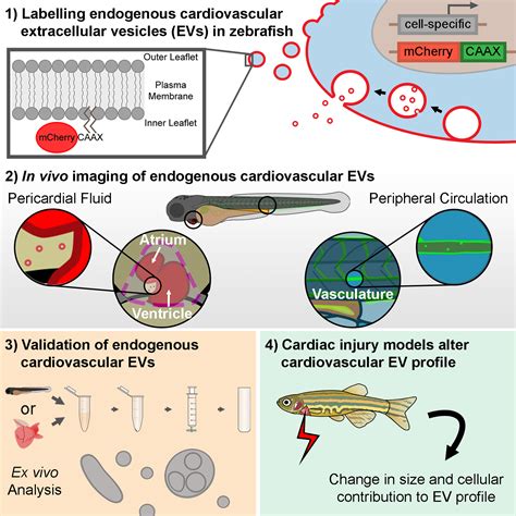 Zebrafish Embryo Size