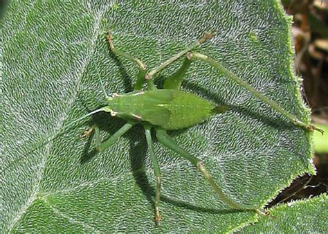 Broad Winged Katydid Microcentrum Californicum