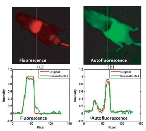 Spectral Unmixing Results From 25 Measurements With A Compression Download Scientific Diagram