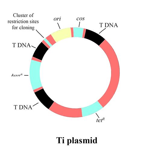 Plasmids Are Suitable Vectors For Genetic Cloning As A They Are Indispensable B They Are Self