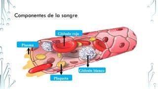Ca2 Componentes De La Sangre Para Primaria Pptx