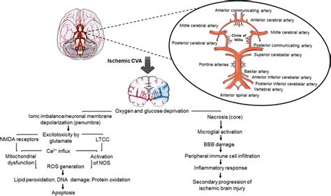 schematic representation of the signaling events caused by cerebral