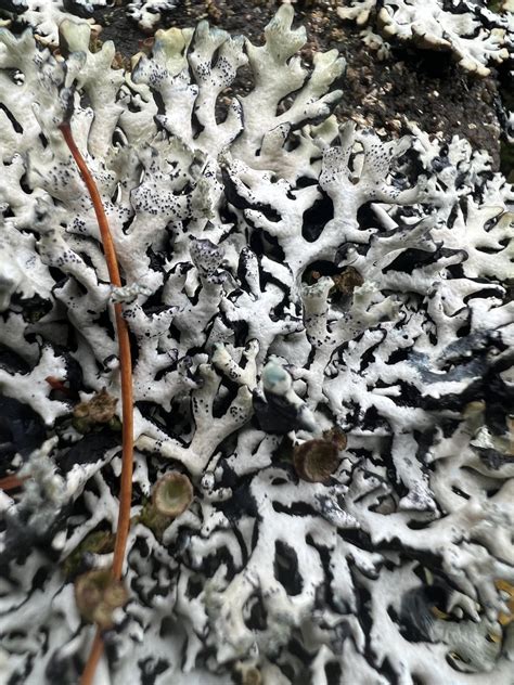 Some Cute Lichen Rlichen