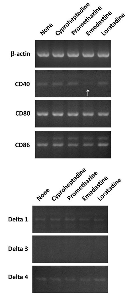 Effects Of Anti Allergy Drugs On Expression Of Cell Surface Molecule
