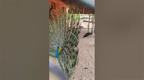 Peacock 🦚 Beautiful ️ Youtube Peacock 🦚 Beautiful ️ Youtube