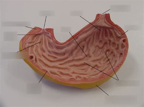 Bio 206 Lab External Stomach Diagram Quizlet