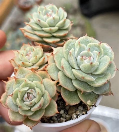 Plant Identification Rsucculents