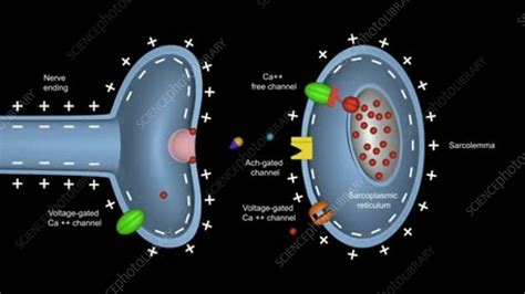 Neuromuscular Junction Animation