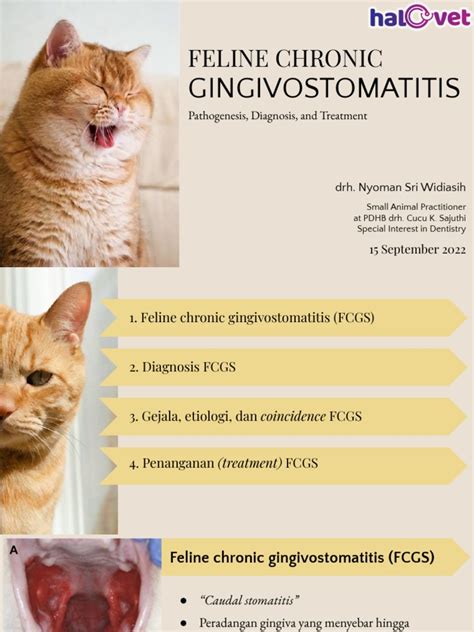Feline Chronic Gingivostomatitis Halovet 2022 Pdf