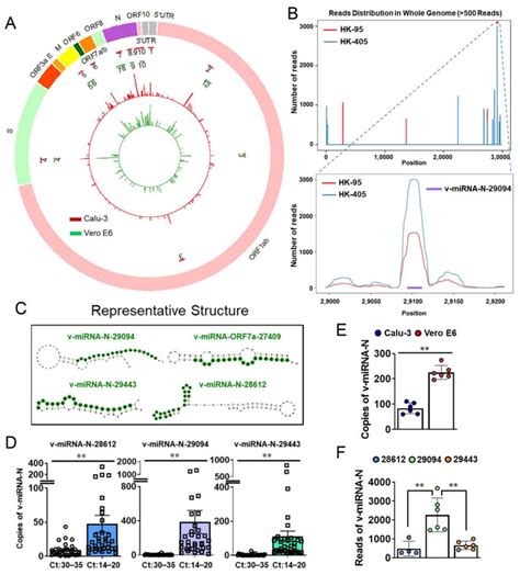 Detection Of Sars Cov 2 Encoded V Mirnas A Genetic Map And Read