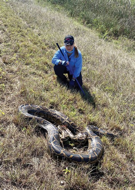 Can Tech Tackle Pythons Explore Magazine