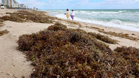 Seaweed Blob Headed To Florida Shrinks Dramatically The New York Times