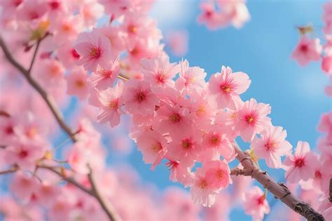 Serene Scene Of Pink Cherry Blossoms Premium Ai Generated Image