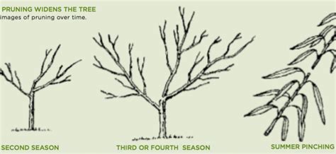 how to rejuvenate an apple tree with pruning scheme healthy food