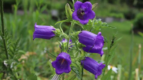 Purple Pictures And Names Tropical Flowers