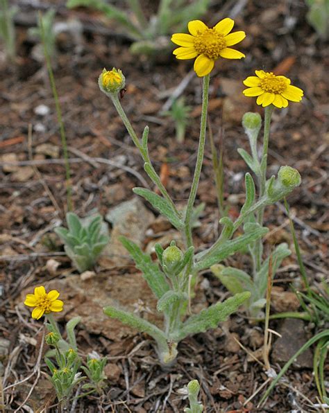 Woodland Woolly Threads Monolopia Gracilens