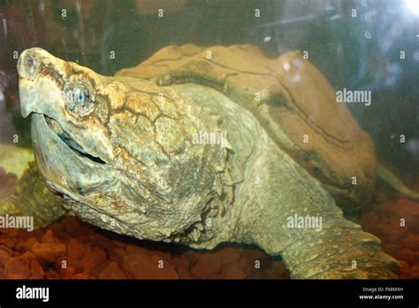 The Alligator Snapping Turtle Macrochelys Temminckii Is One Of The Heaviest Freshwater Turtles