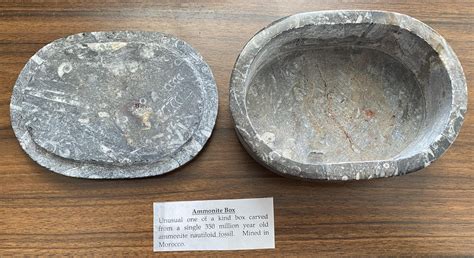 Ammonite Box R Fossils