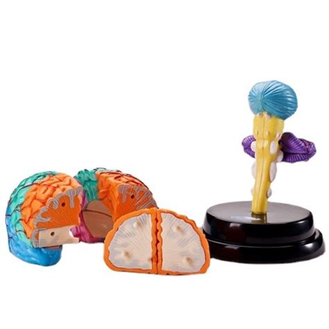 Right Hemisphere Brain Model 1 1 Scale Educational Tool For Teaching