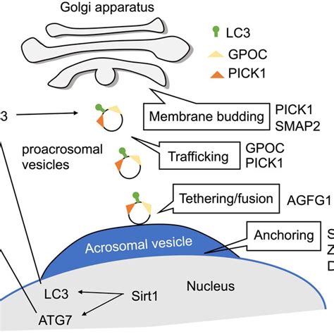 The Schematic Structure Of Sperm Flagella And Axoneme In Mice The