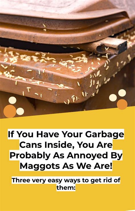 Three Easy Ways To Get Rid Of Maggots Garbage Can Trash Dumpsters Easy
