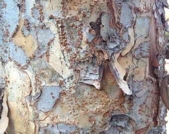 Unique Tree Trunk Art Related Items Etsy