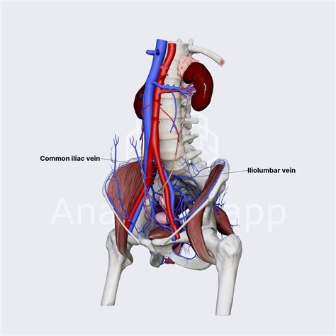 Iliolumbar Vein Female Pelvis Anatomyapp