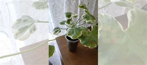 Герань купить в Клинцах Товары для дома и дачи Авито