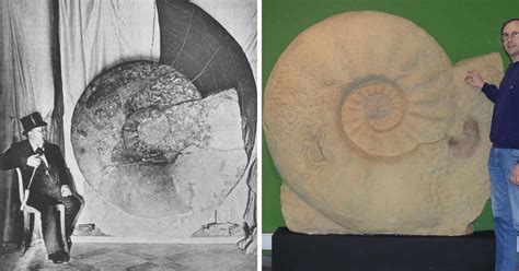 The Largest Ammonite Fossil Ever Found Rock Seeker