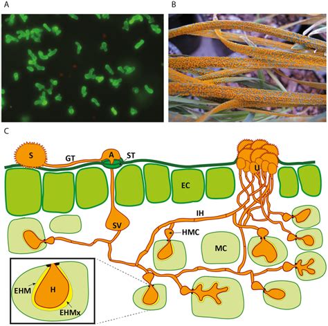 Schematic Representation Of The Developmental Phases Of Rust Infection