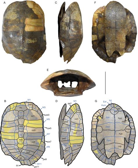 A New Fossil Turtle Ends The Controversy On The Occurrence Of The Extant Genus Podocnemis Wagler