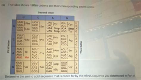 solved b the table shows mrna codons and their corresponding amino