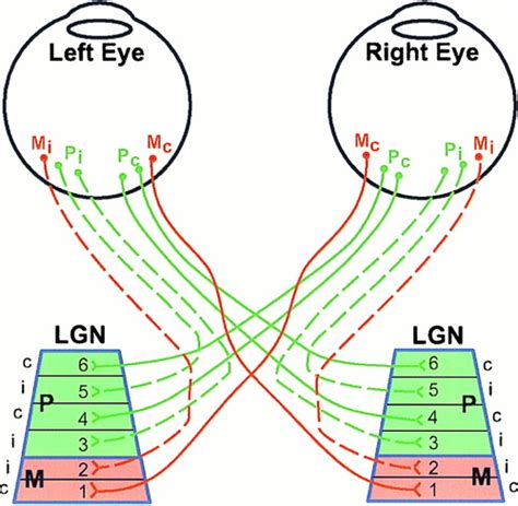 Visual Pathway LGN To Brain Flashcards Quizlet