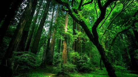 Green Forest Background ·① Wallpapertag